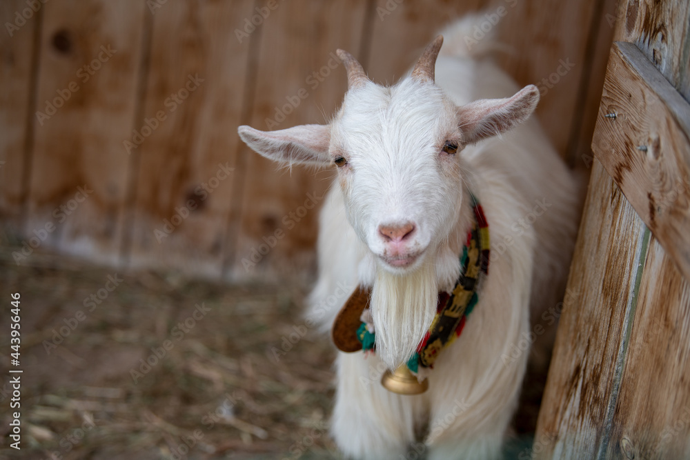 Stockfoto Kleine weiße Ziege mit bunter Glocke im Holzstall - alpines ...