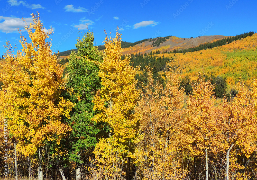 changing aspen leaves in fall on kenosha pass in the rocky mountains of ...