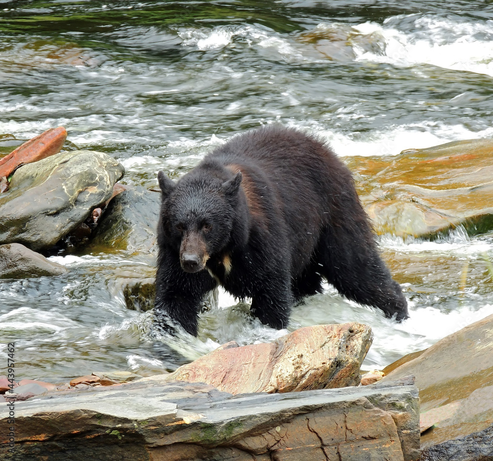 black bear fishing for salmon in the river in neets bay, near Ketchikan ...