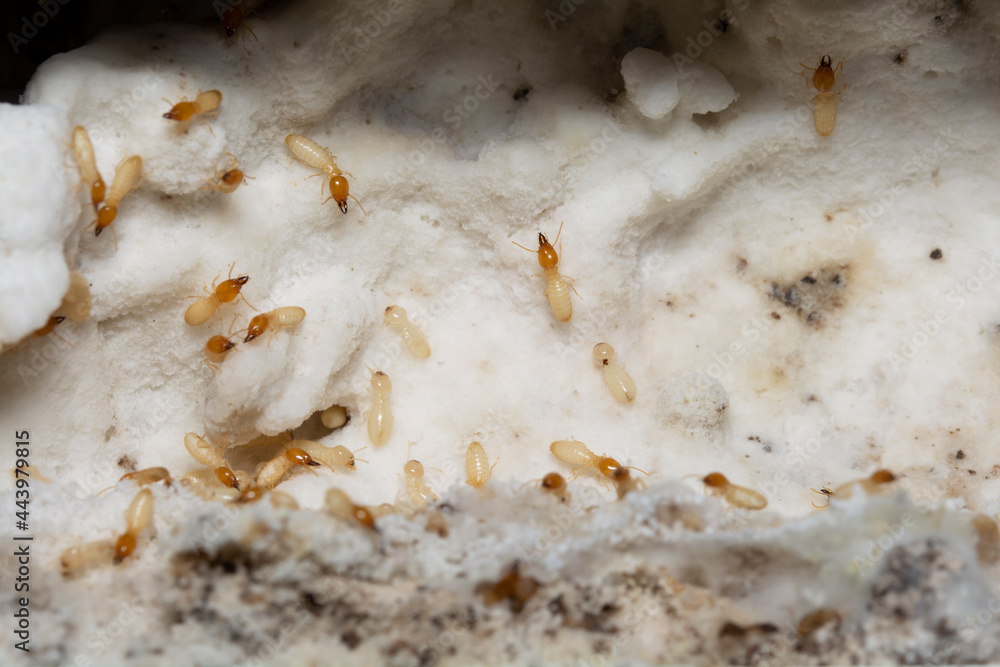 Termites inside the termite bait box. The picture conveys how to get ...