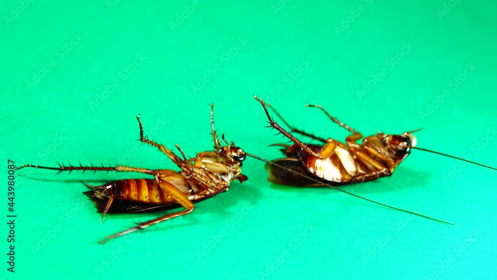 Vídeo do Stock: cockroach. American cockroaches on green background ...