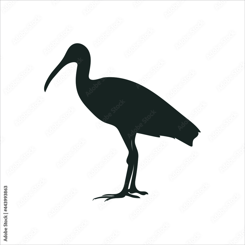 Ibis Vector Silhouette isolated on white background Stock Vector ...