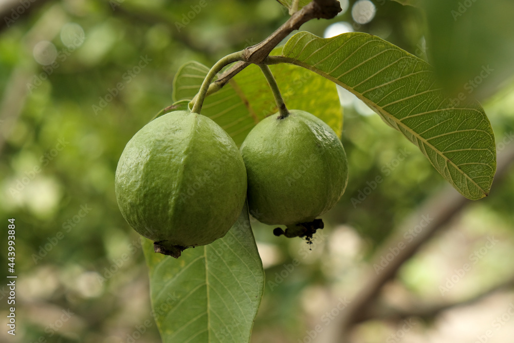 Guava Tropical Fruit hanging on tree in agriculture farm of India in ...