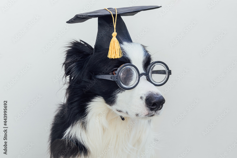 Funny puppy dog border collie with graduation cap eyeglasses isolated ...