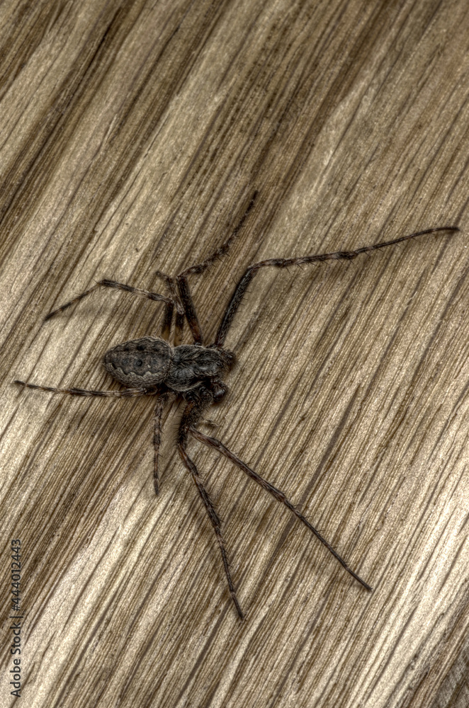 Spinne, Winkelspinne, Hausspinne Stock Photo | Adobe Stock