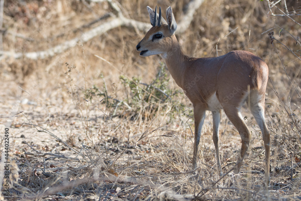 Foto de oribi mammal reproduction in the kruger national park of south ...