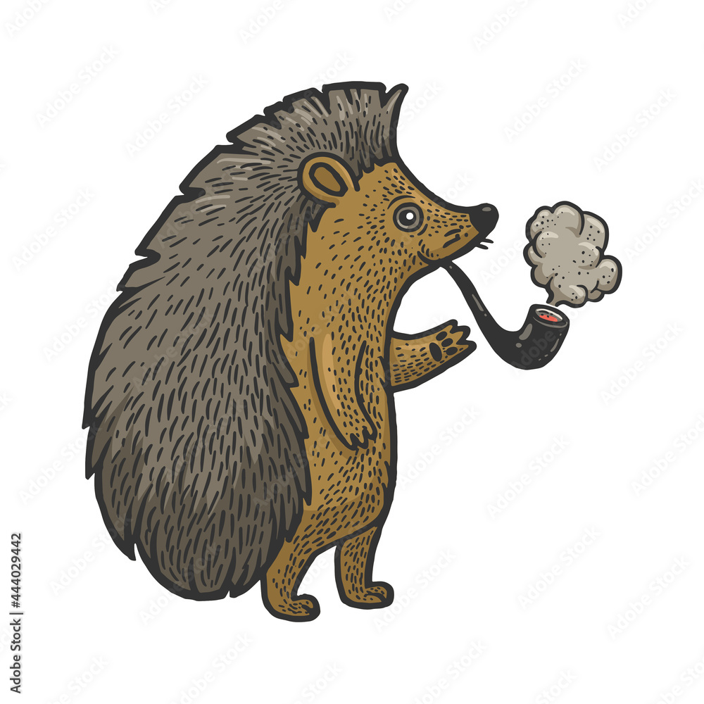 hedgehog with smoking pipe color line art sketch engraving vector ...