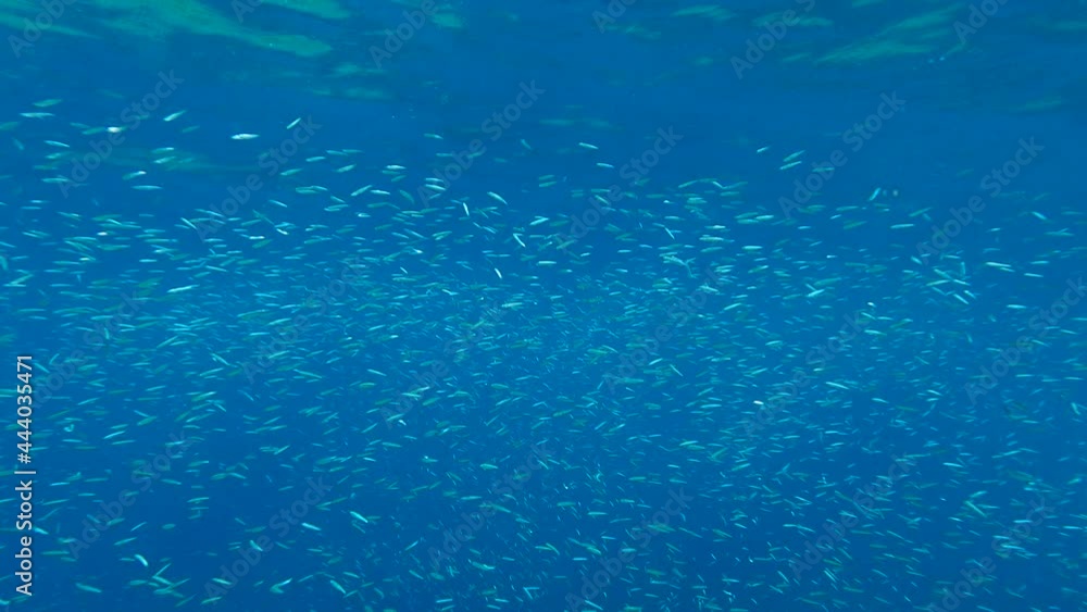 Massive school of small fish swims in the blue water in sunlights ...