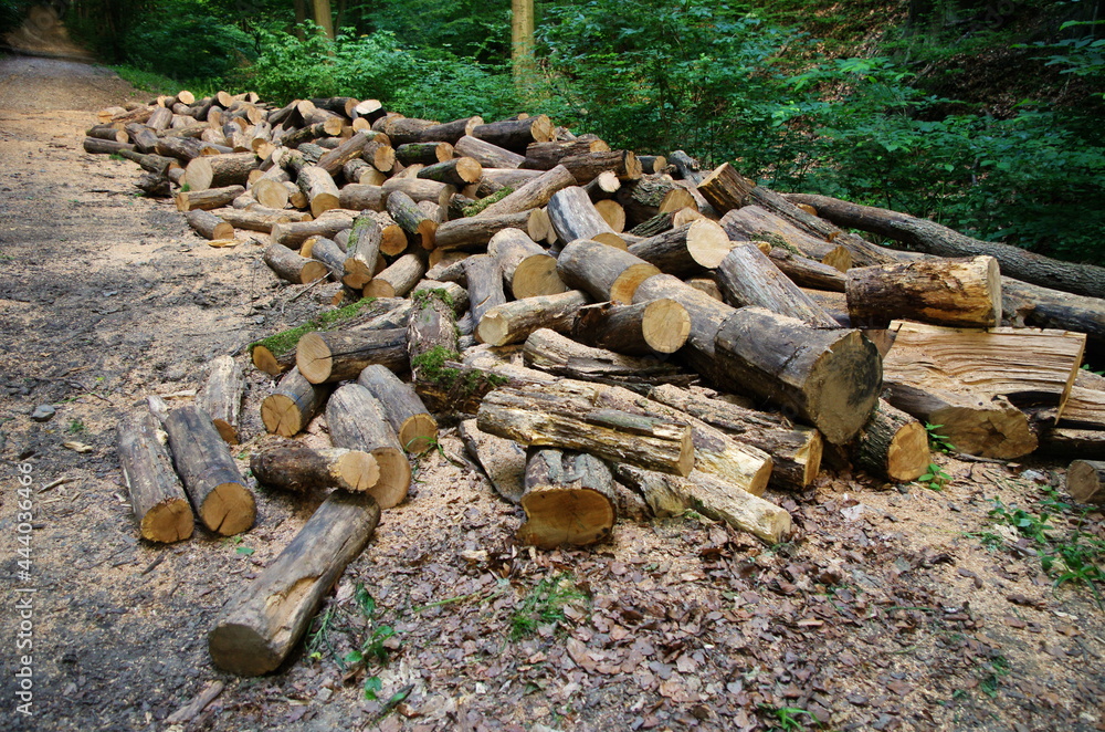Log trunks pile, the logging timber forest wood industry, wood trunks ...