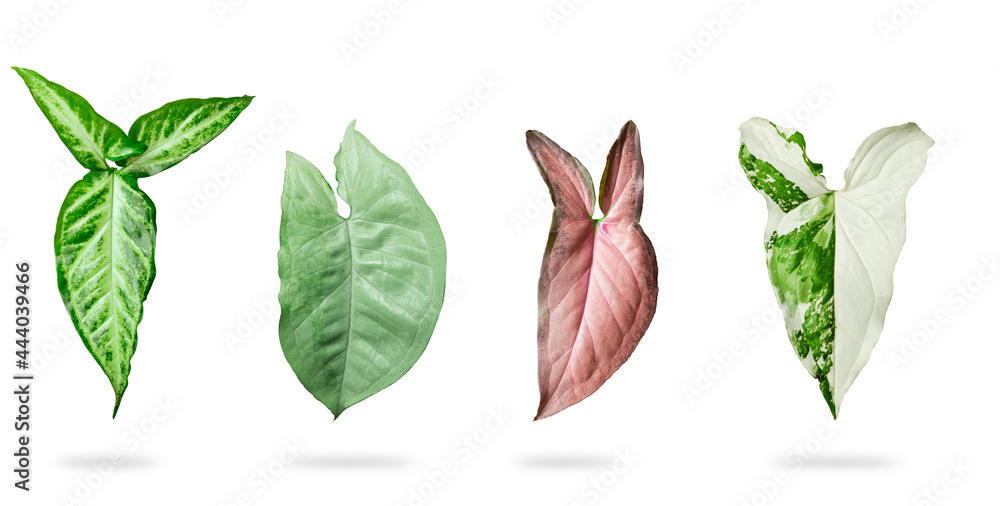 Group of SYNGONIUM ,PINK SYNGONIUM ,Syngonium podophyllum Variegeted ...