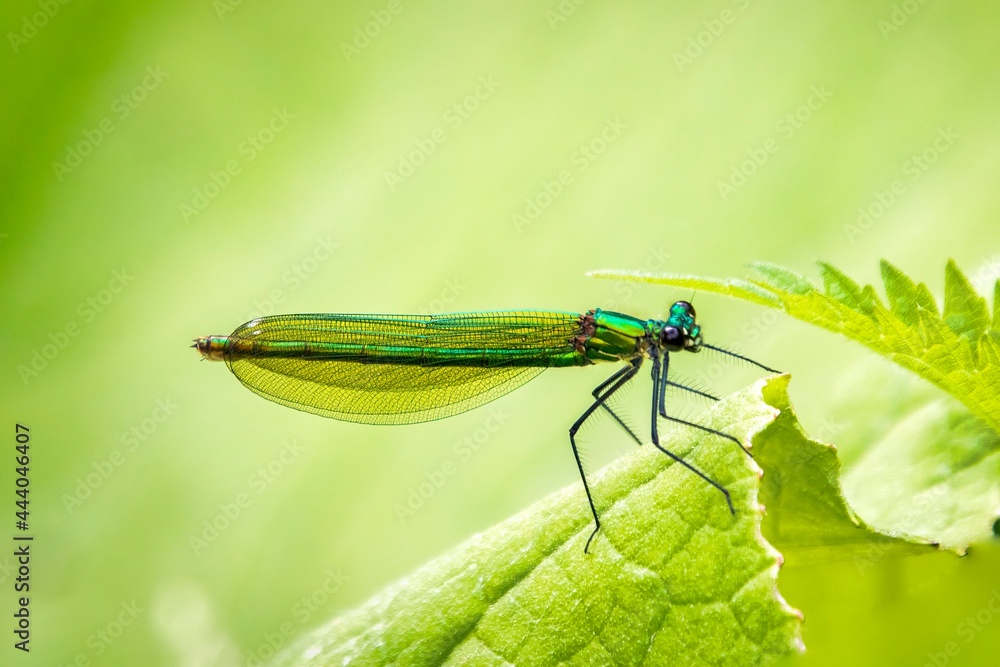 Insecto verde Stock Photo | Adobe Stock