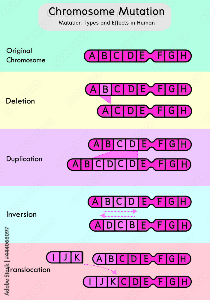 chromosome mutation types and effects in human. Stock Vector | Adobe Stock