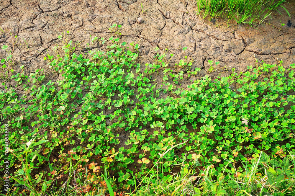 Water Fern is a weed in rice fields. and is a local vegetable of the ...