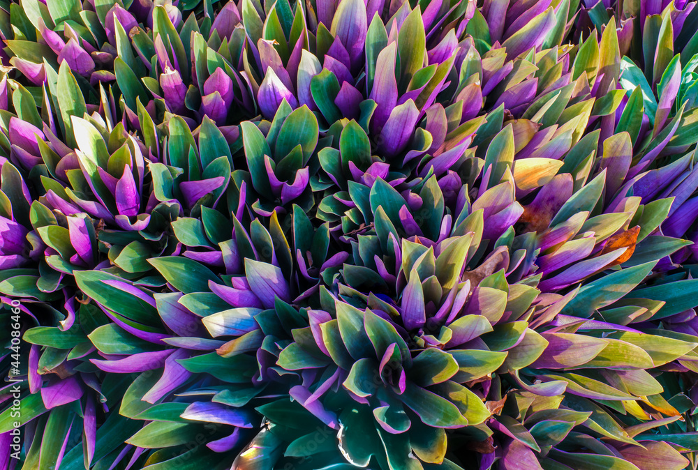 TRADESCANTIA SPATHACEA, Maguey morado, colorful plant Stock Photo ...