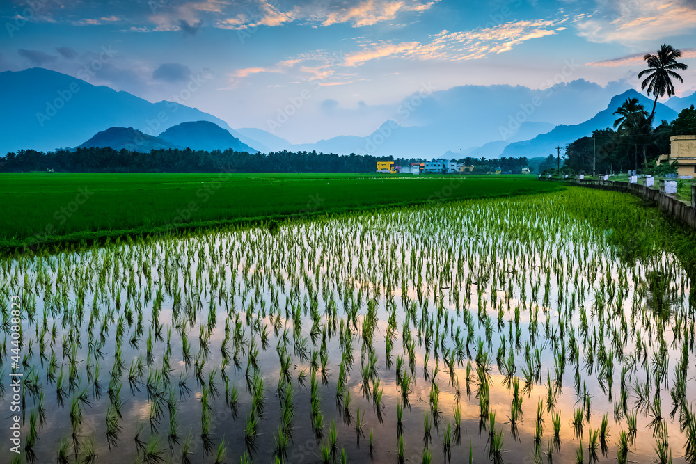 Beautiful landscape growing Paddy rice field with mountain and blue sky ...