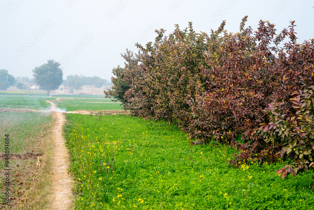 Guava fruit tree in an organic tropical garden, Guava garden with a ...