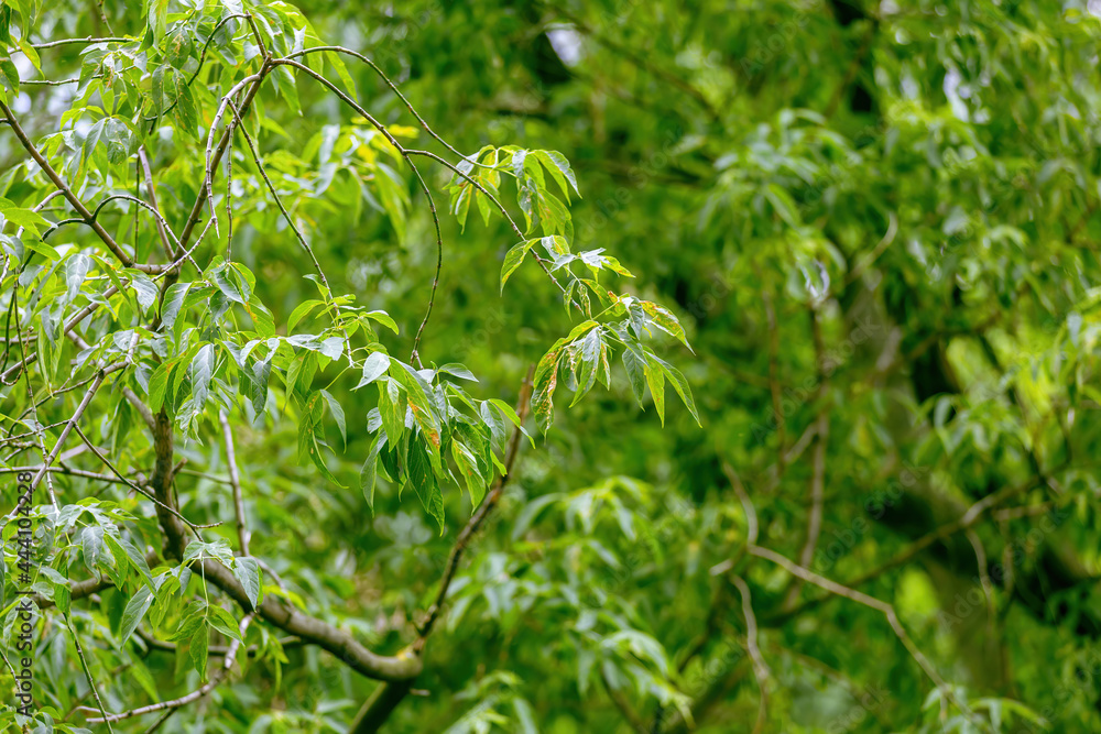 Summer green color of the deciduous ash-leaved maple tree of the family ...