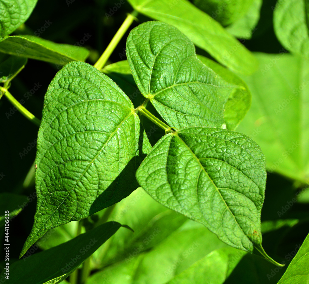Foto de Phaseolus vulgaris, also known as the common bean and French ...
