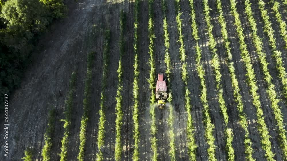 Tractor between rows of vineyards. Tractor movement in the rows of ...