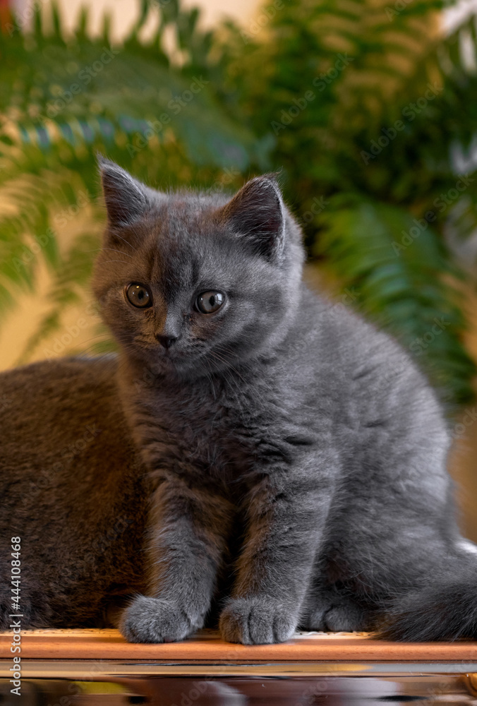 Cute little male cat, cute expression on the table at home Stock Photo ...