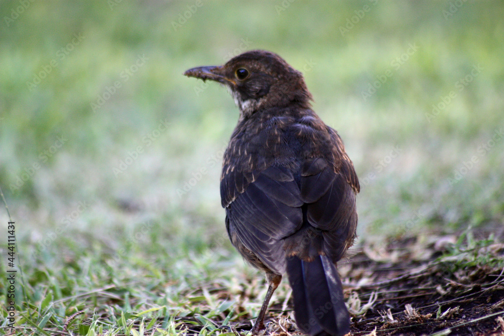 melro fémea Stock Photo | Adobe Stock