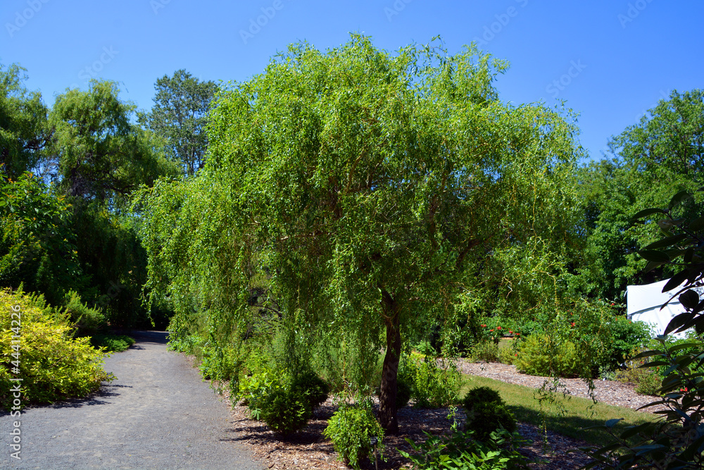 Weeping Golden Willow, is the most popular and widely grown weeping ...
