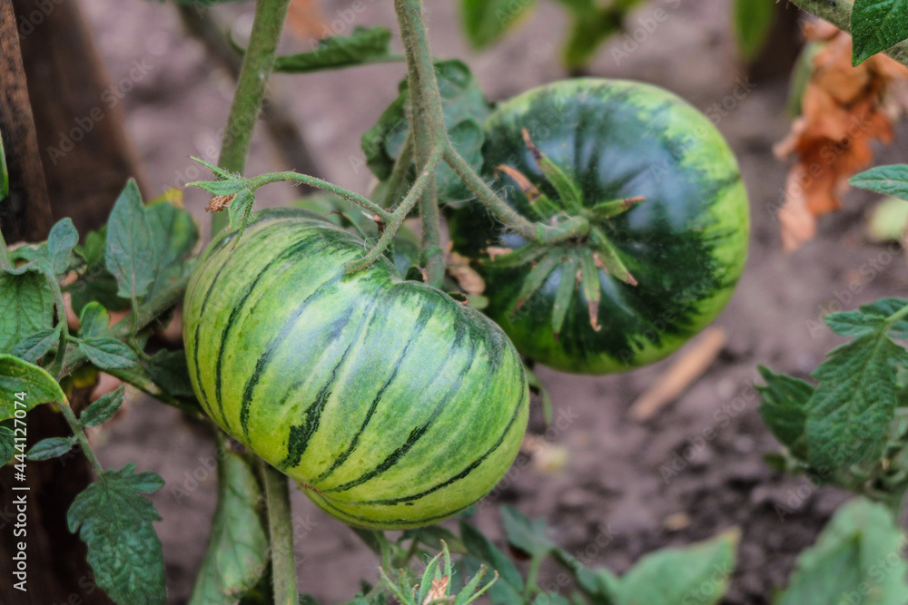 Striped green tomato ripening on a bush. Striped zebra tomato variety ...