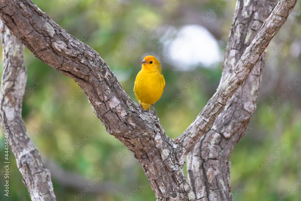 Foto de Sicalis flaveola, canário da terra. The land canary, Sicalis ...