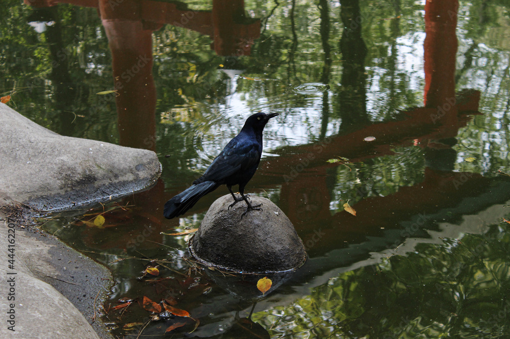Quiscalus mexicanus, bird that looks like a crow in mexico is better ...