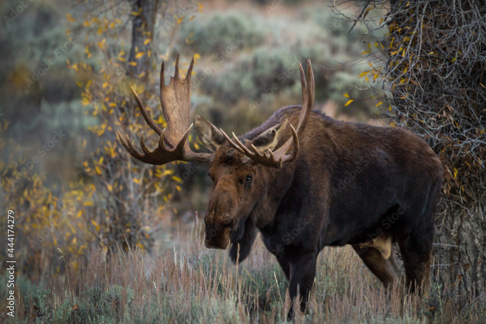 giant shiras bull moose during autumn Stock Photo | Adobe Stock
