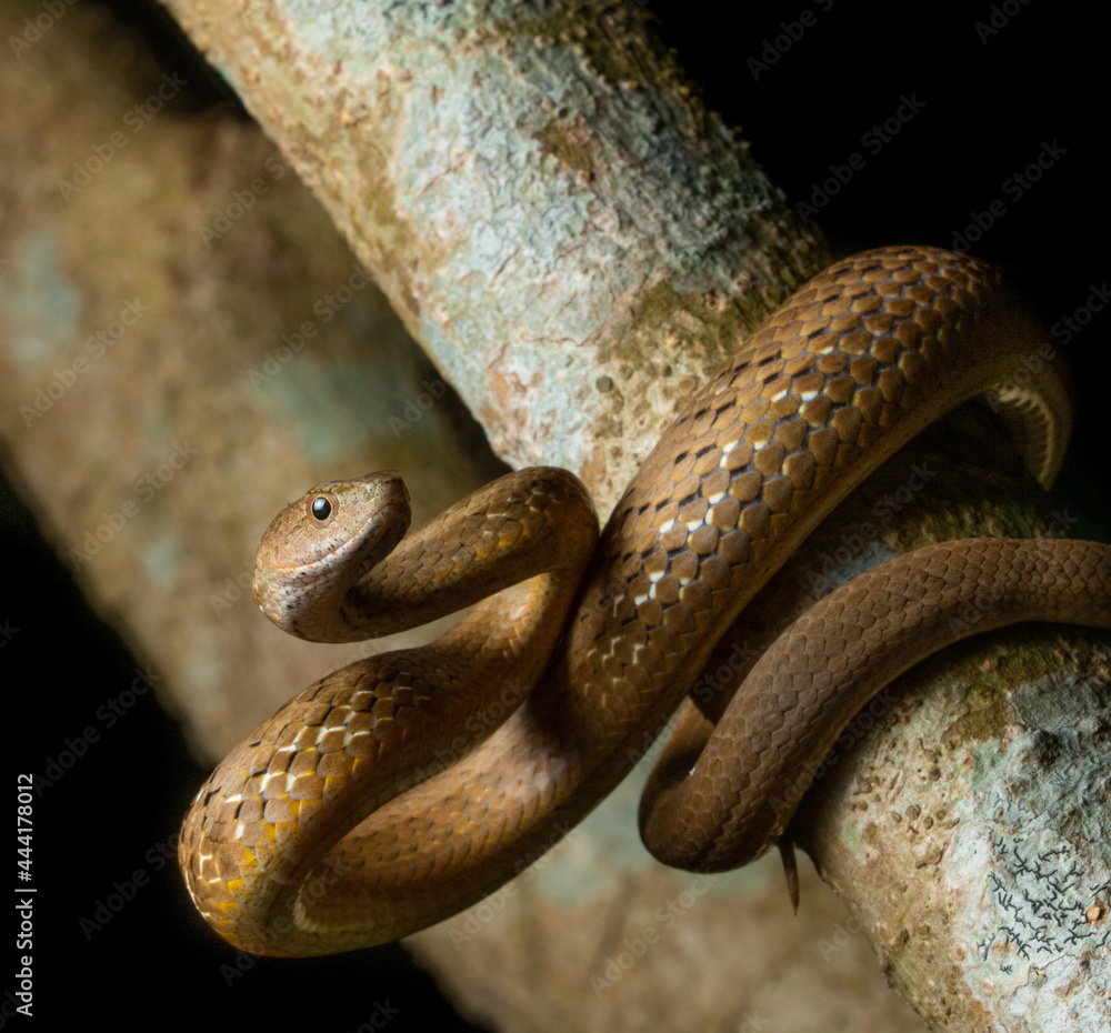 Foto de Snakes of Taiwan Greater Green Snake and Mock Viper do Stock ...
