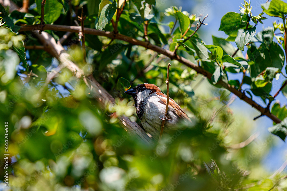 Der Spatz im Garten Stock Photo | Adobe Stock