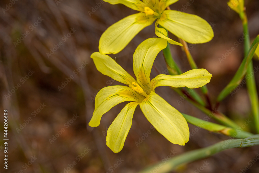 Yellow flowered species of Moraea seen in natural habitat close to ...