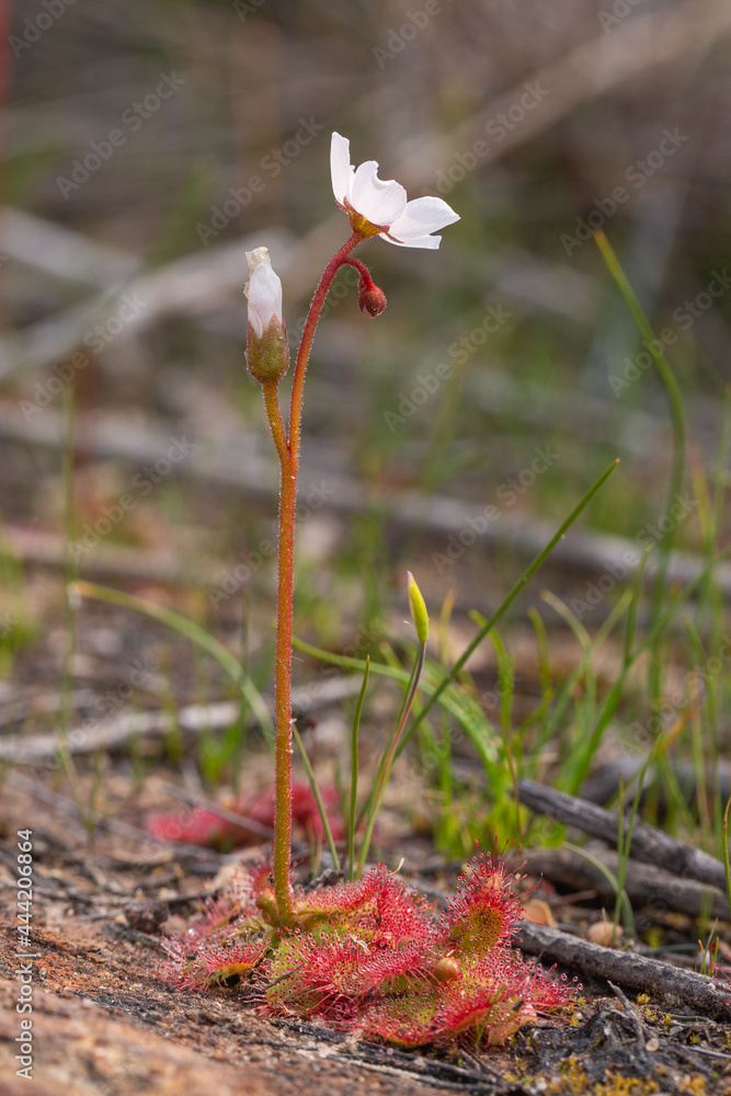 Side View of the carnivorous Drosera sp. (Sundew) with white flower ...