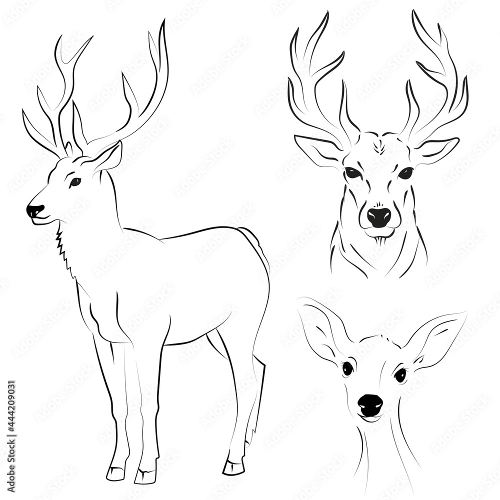Elegant outline drawing of deer, vector illustration. Stock Vector ...