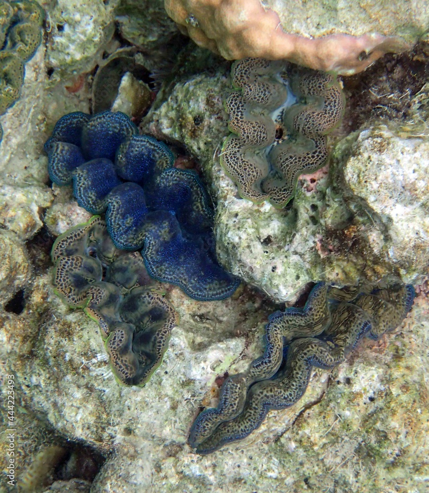 colorful giant clam shells in the clam gardens off gideon's beach, near ...