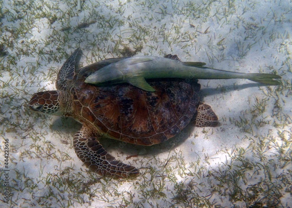 green sea turtle with a sucker fish attached, underwater off amedee ...