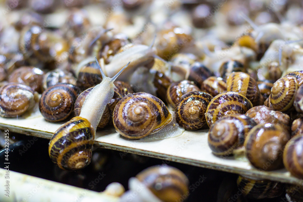 Helix Aspersa Muller, Maxima snail, organic farming, Farm Snail, which grows edible snails ...