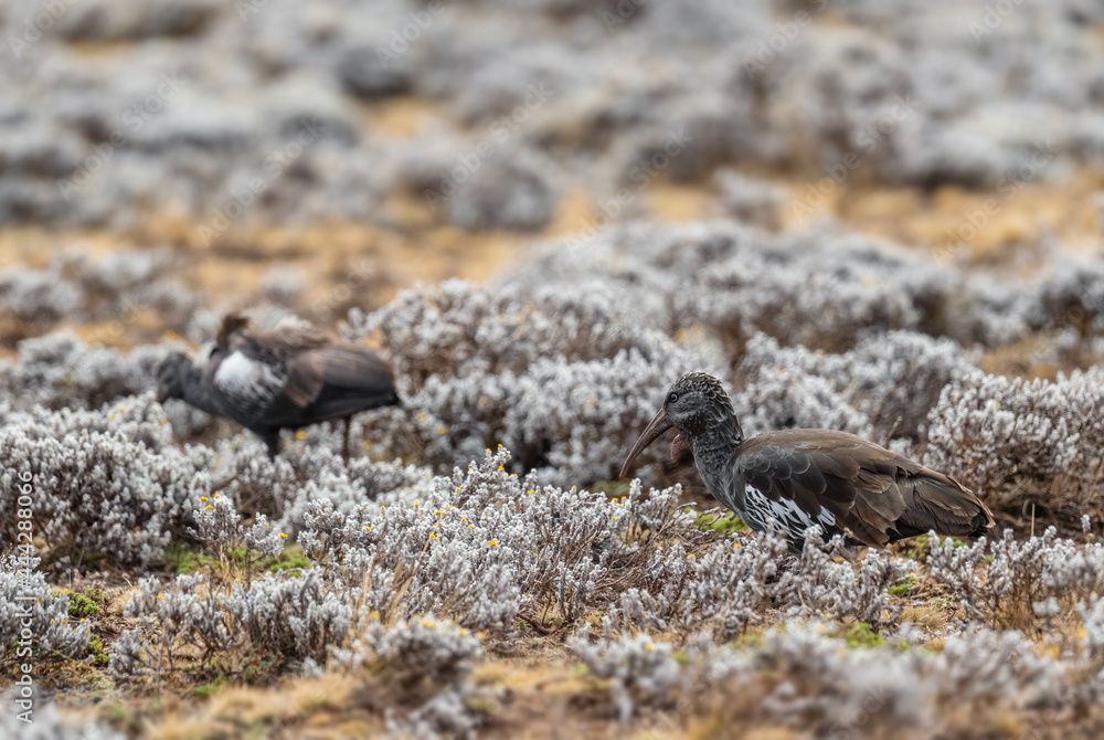 Wattled Ibis - Bostrychia carunculata, unique rare bird endemic to the ...