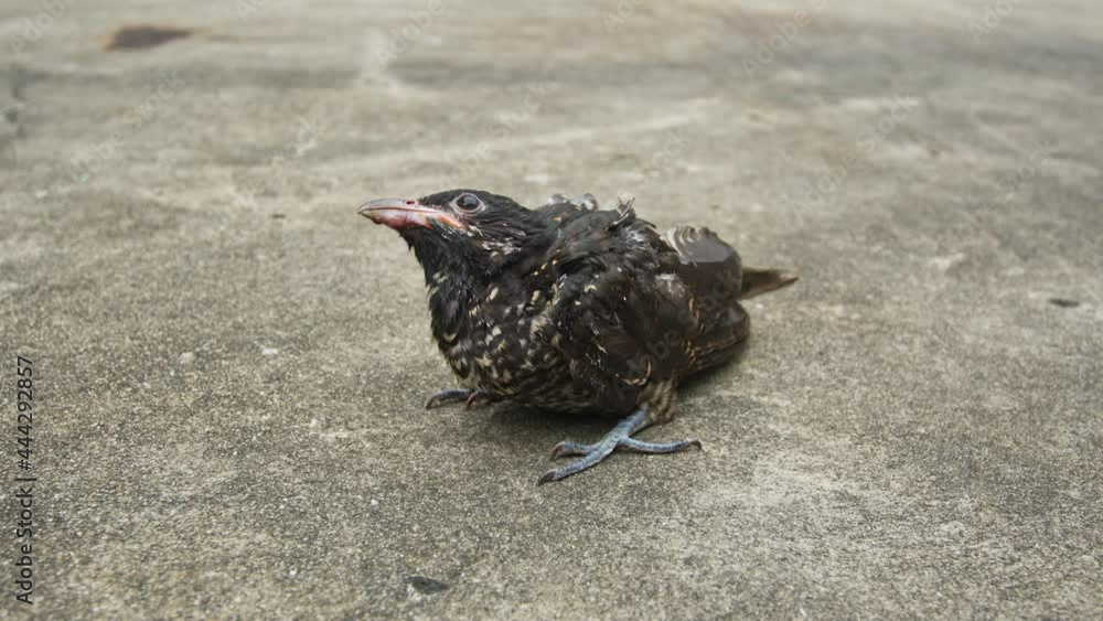 baby bird fell to the ground cry for mom..The baby cuckoo bird fell ...
