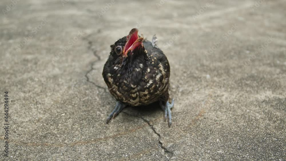 baby bird fell to the ground cry for mom..The baby cuckoo bird fell ...