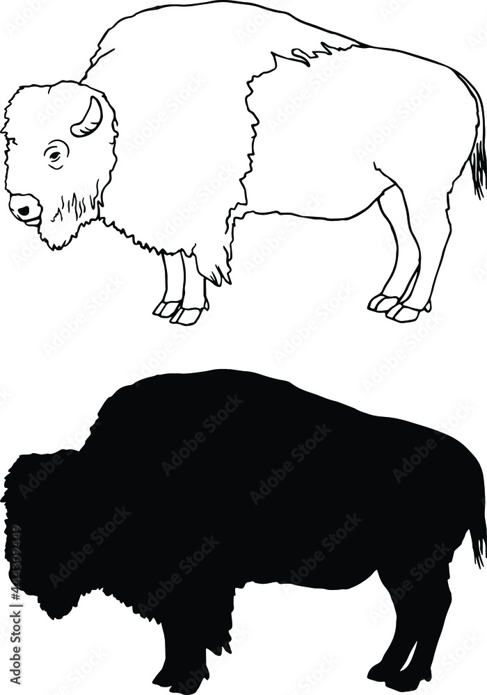 Realistic Bison Outline and Silhouette Clipart Set Stock Vector | Adobe ...