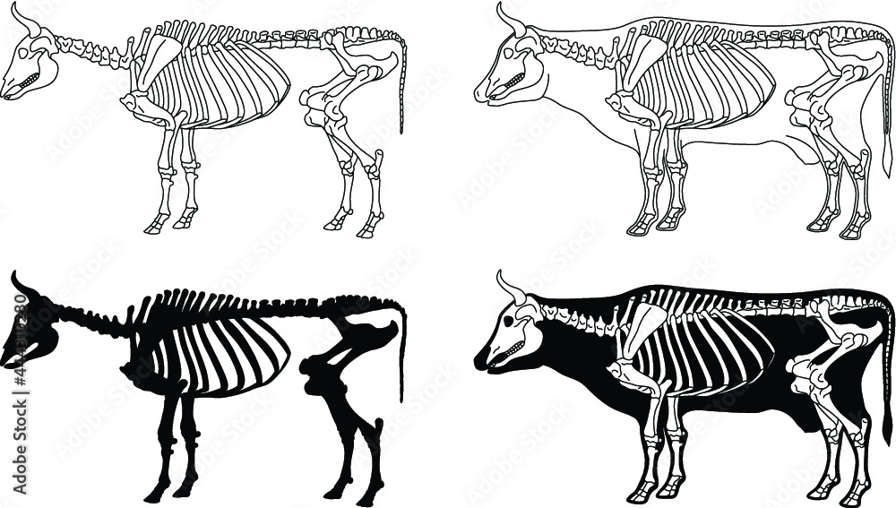 Cow Skeleton Outline & Silhouette - Vector Clipart Stock Vector | Adobe ...