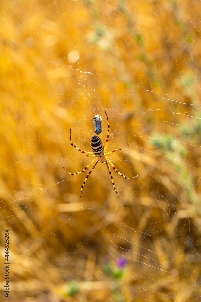 Beautiful spider on a spider web Stock Photo | Adobe Stock