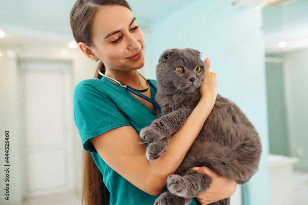 In a modern veterinary clinic, a thoroughbred cat is examined and ...