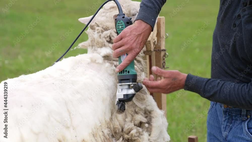 Traditional sheep shearing in summer. Farmer shearing white sheep with ...