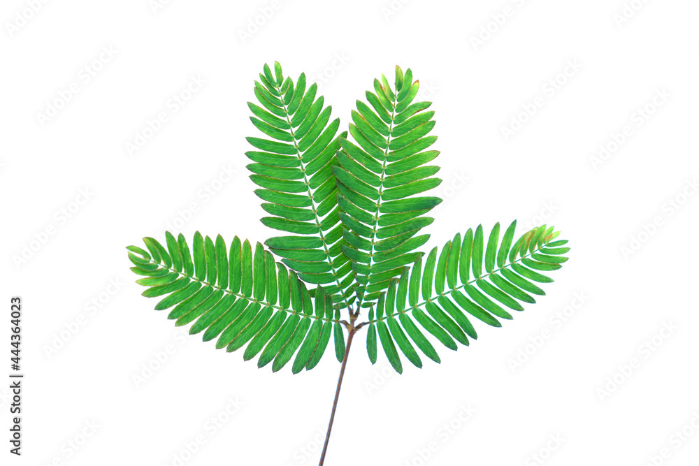 sensitive plant, sleepy plant, the touch-me-not set on a white ...