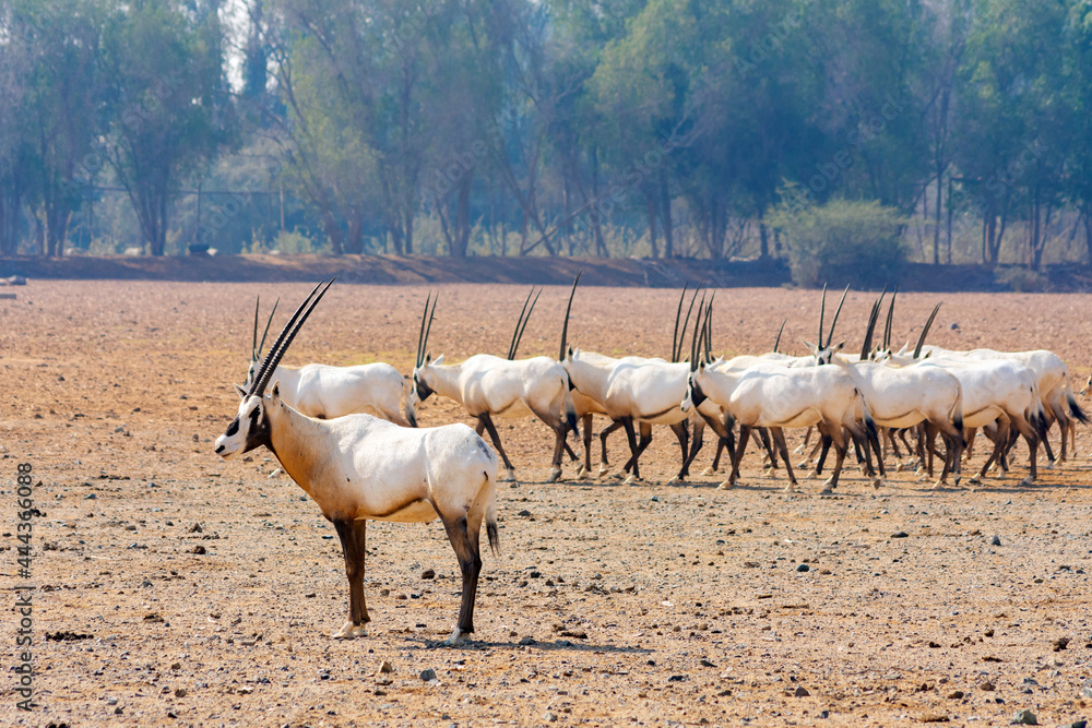 Arabian oryx or white oryx Stock Photo | Adobe Stock