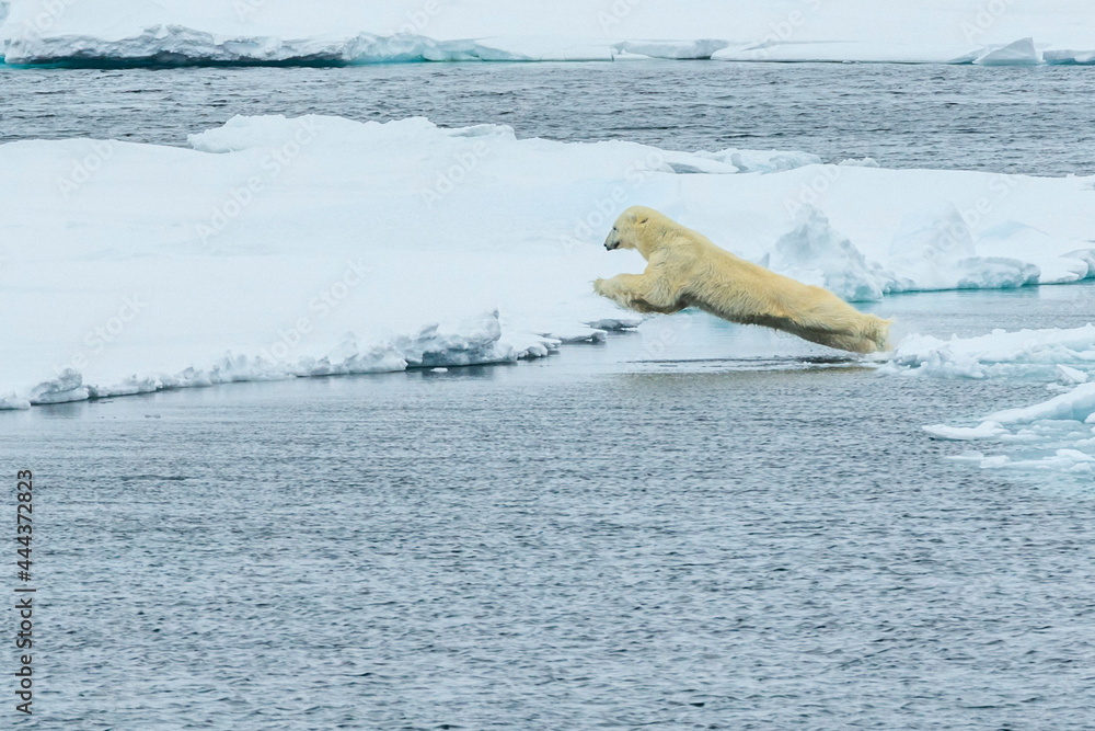 Leaping sequence, Polar bear (Ursus maritimus) leaping between ice ...
