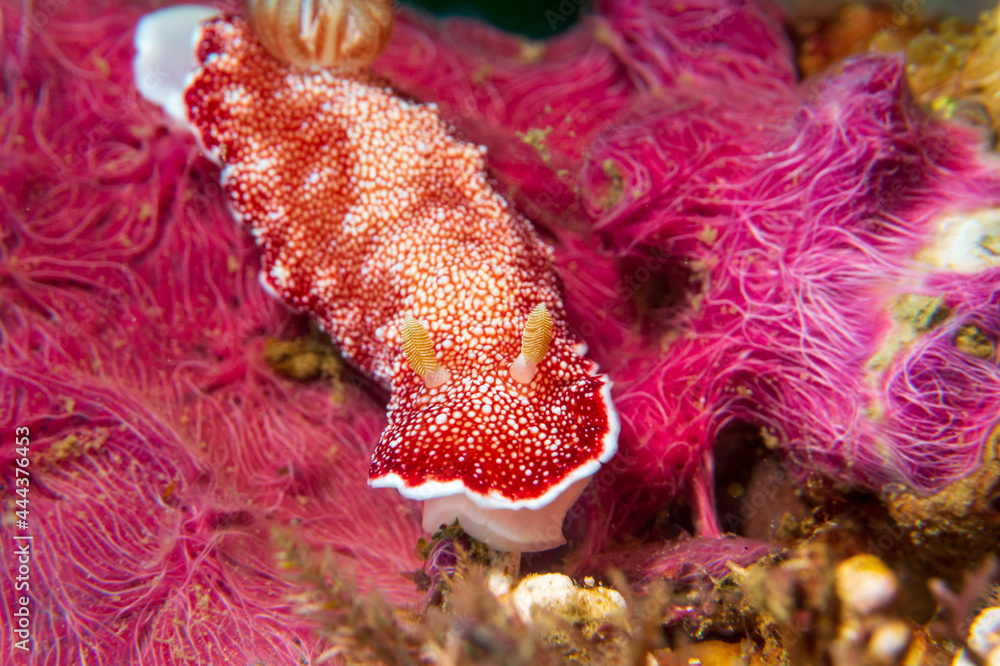 Reticulated Chromodoris (Goniobranchus reticulatus or Chromodoris ...